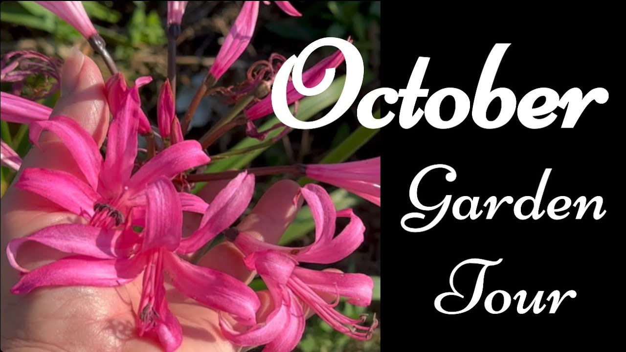 October Garden Tour… what’s still blooming? - YouTube