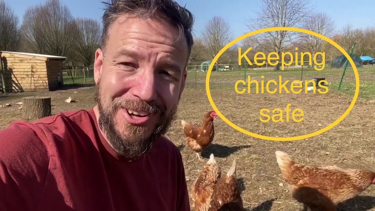 How To Keep Chickens Safe - YouTube