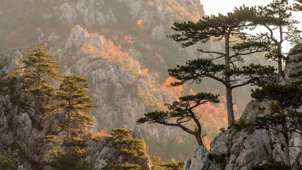 Pinul negru de Banat. . .🌲🏔️ - YouTube