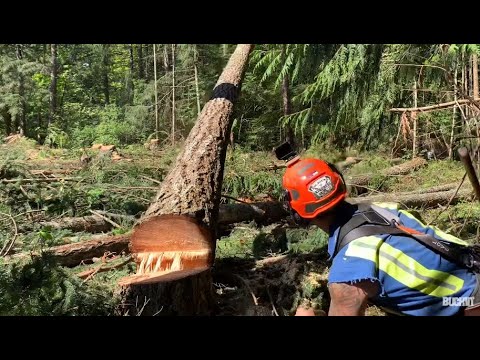 Tight quarters timber falling job continues - YouTube