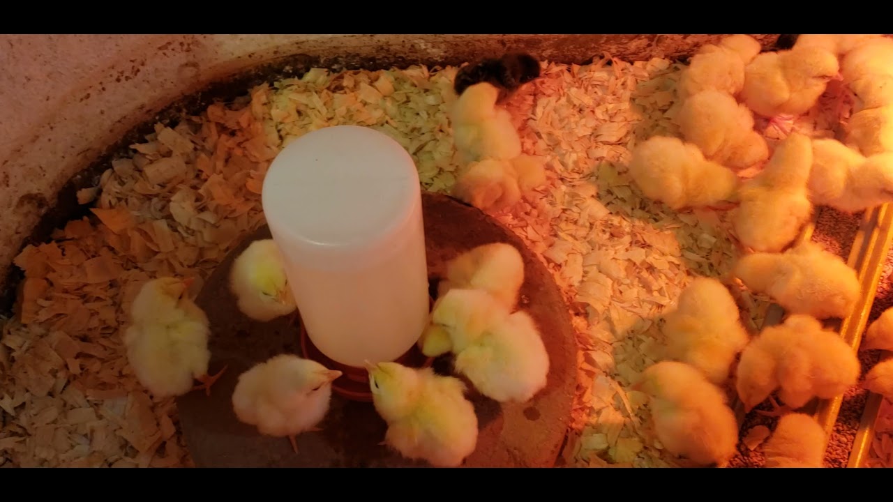 Jumbo Cornish X Rock Cornish Cross 4-16-21 (Meat birds) - YouTube