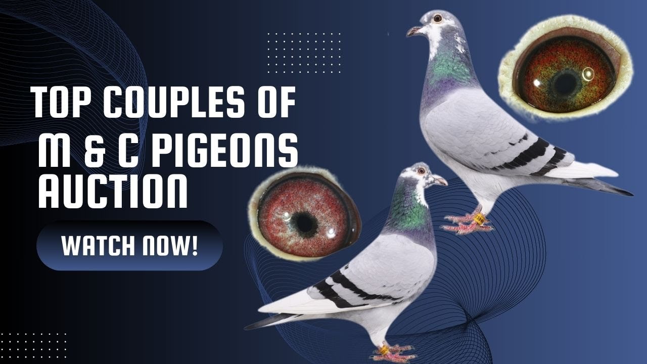 2 Top Quality Breeder Pair Racing Pigeons Of M And C Pigeons Auction ...