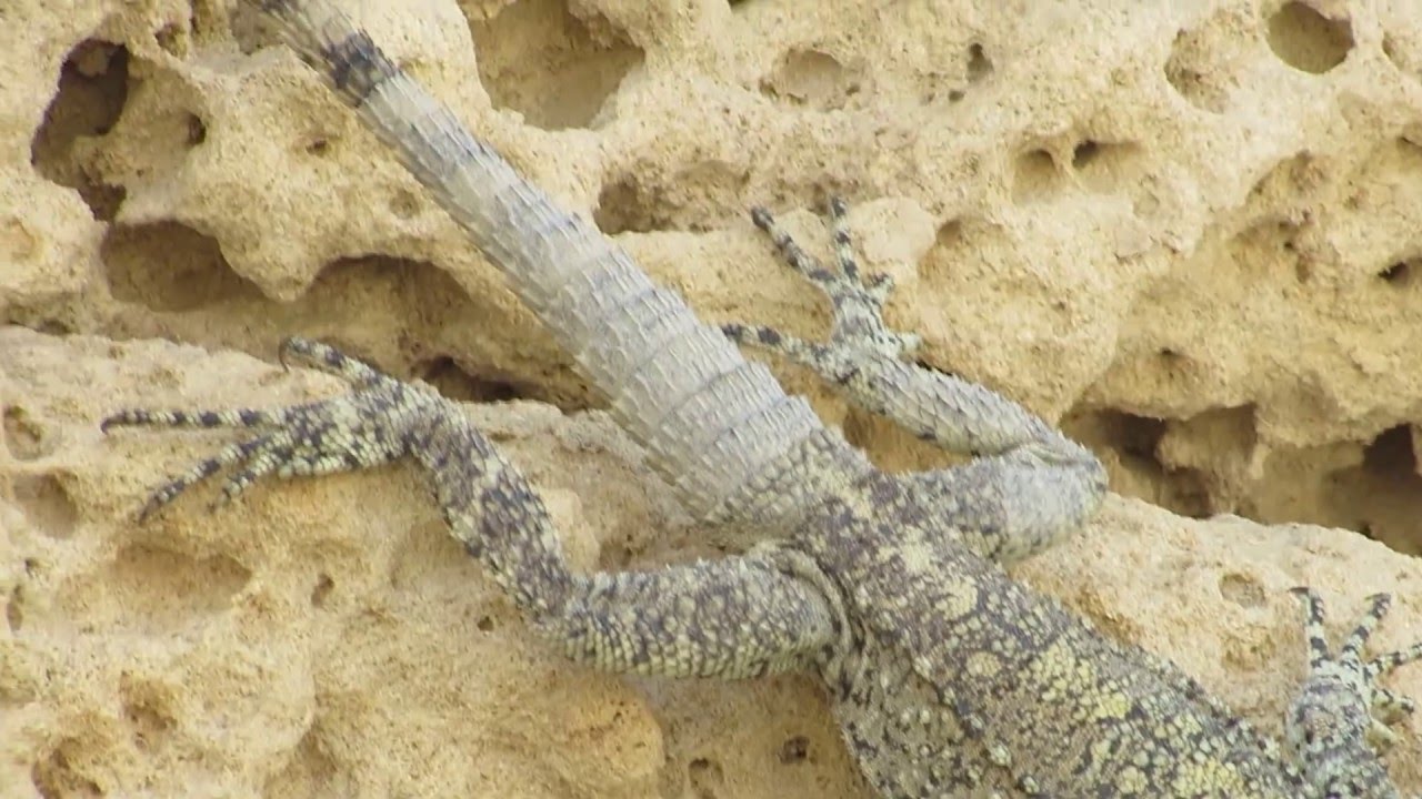 חרדון מצוי (Stellagama stellio. stellion‏) על אמת המים הגבוהה. קיסריה ...