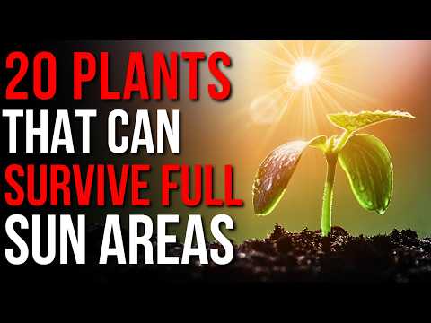 No Shade? Top 20 Plants for Full Sun Areas! | Full Sun Plants