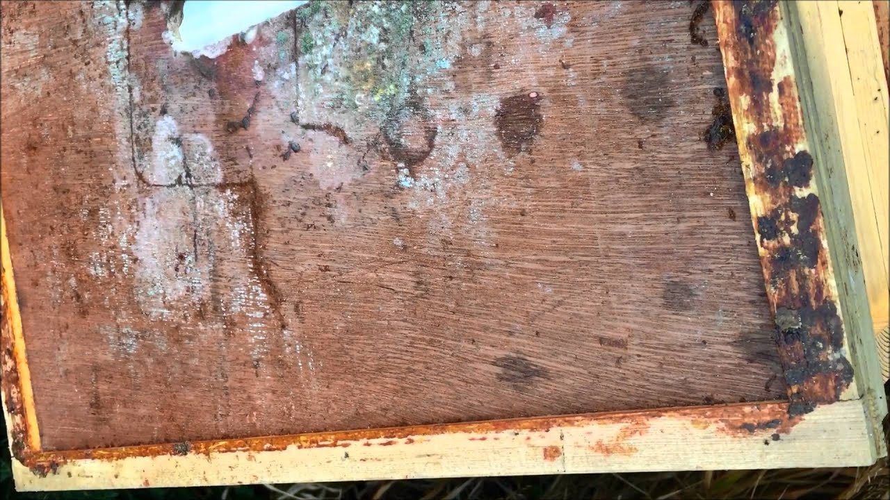 Scorching - An Introduction - YouTube