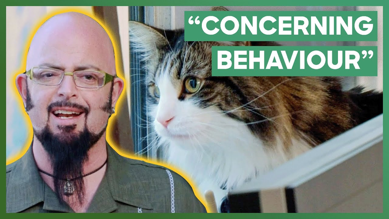 Jackson Galaxy Helps A Cat With Severe Separation Anxiety My Cat From jackson-galaxy-helps-a-cat-with-severe-separation-anxiety-my-cat-from