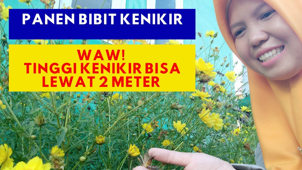 Panen dan semai bibit kenikir kuning | kenikir subur tingginya 2 meter ...