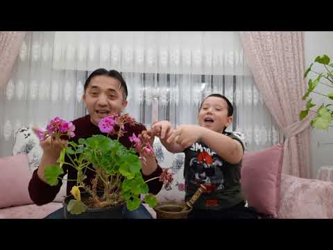 Samsak Döveci - Elif Buse Doğan & Serkan Çağrı ve Bizim Düetimiz