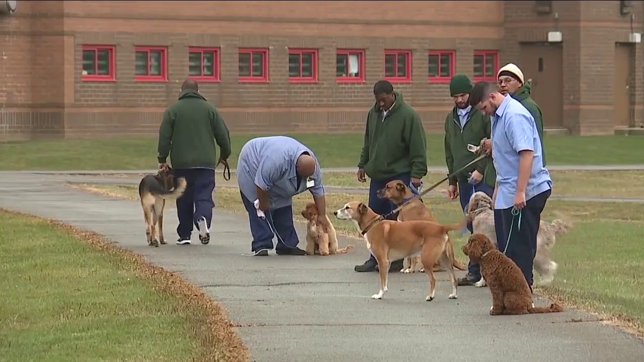Dog training program gives inmates a sense of purpose - YouTube