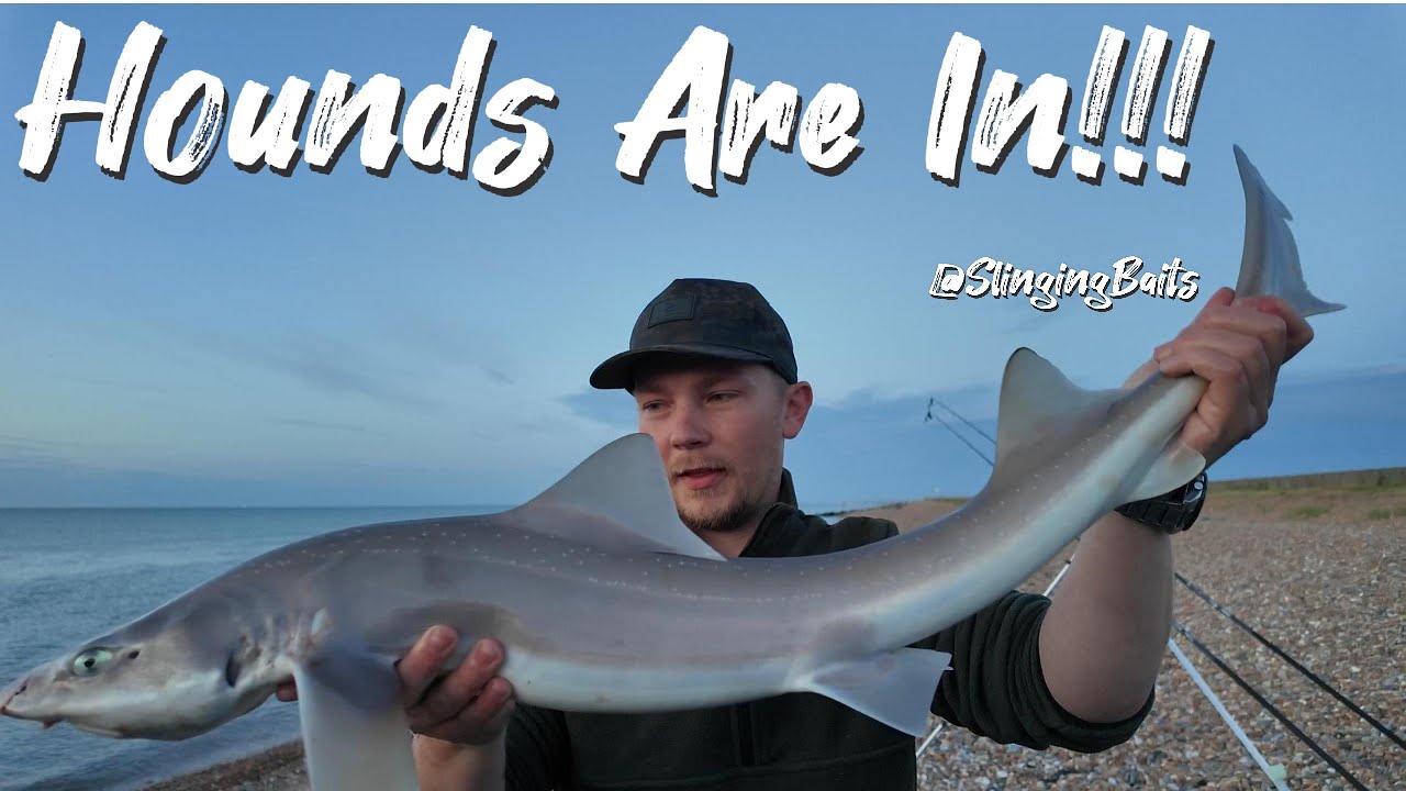 The Hounds Are Here!!! North Kent Coast Smooth Hound Fishing!!! - YouTube