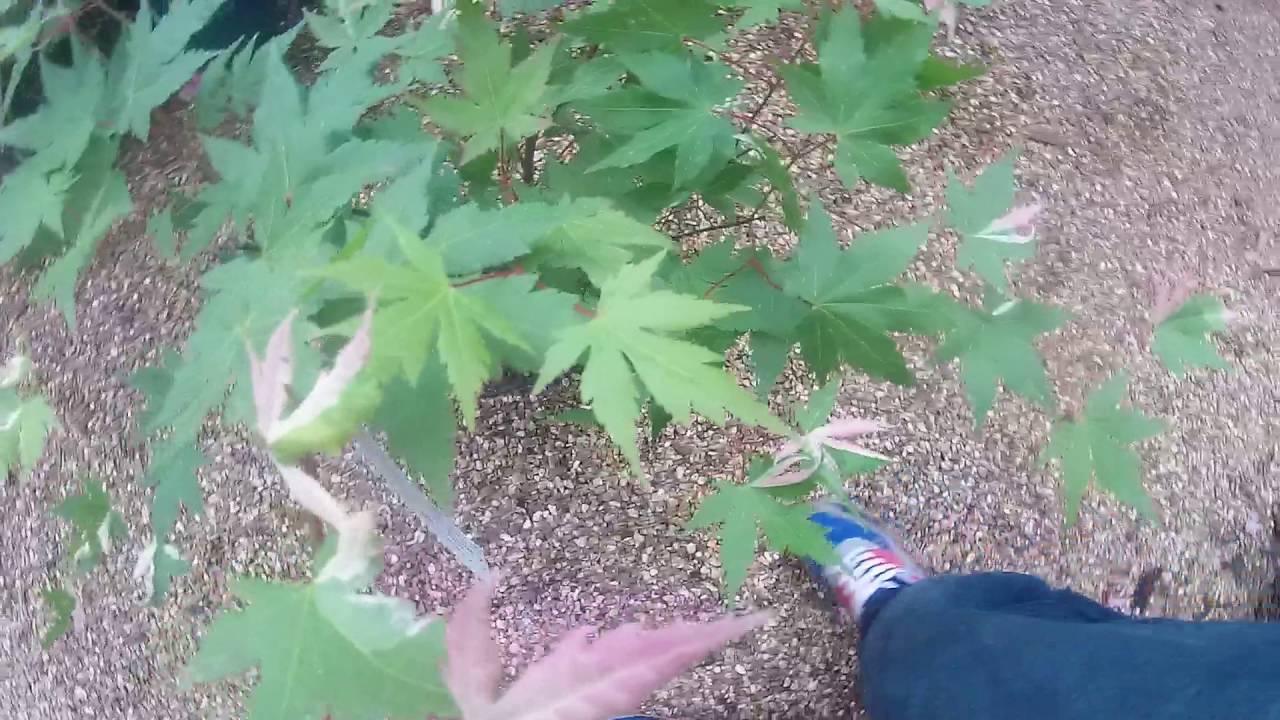 Acer palmatum 'Asahi-zuru' (Rising Sun Japanese maple) at Big Plant ...