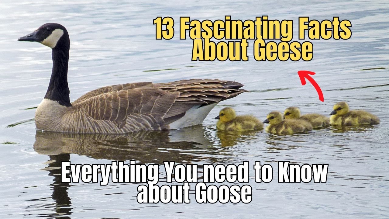 13 Fascinating Facts About Geese 🦆 Unique Facts about Geese 🦢 - YouTube