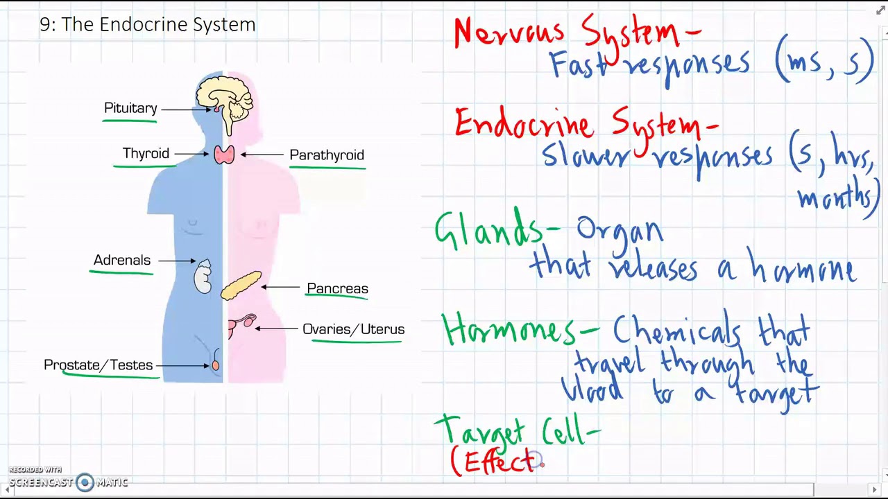 Level 9 6 Structure Of The Endocrine System YouTube Level 9 6 Structure Of The Endocrine System YouTube