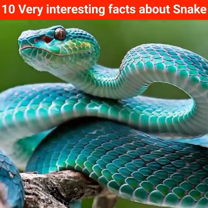 साँपों से जुड़े 10 मजेदार बातें / 10 Amazing facts about Snake ...
