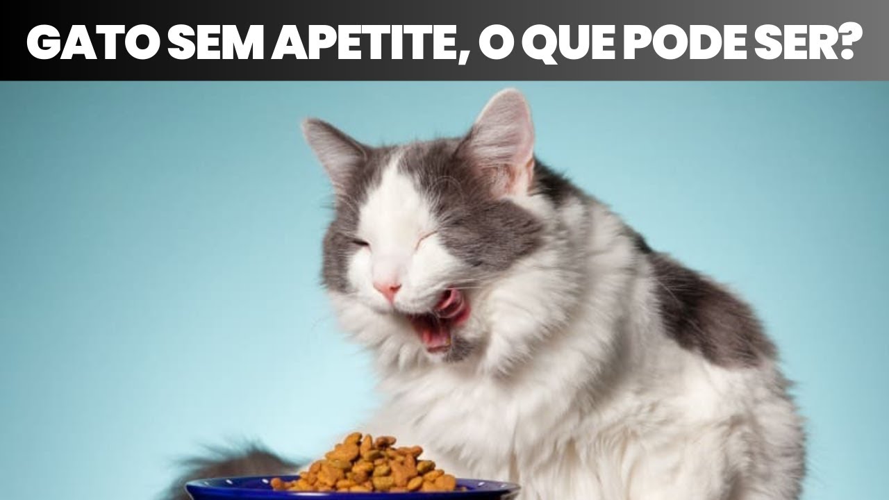 Gato sem apetite Saiba Identificar as Possíveis Causas e soluções - YouTube