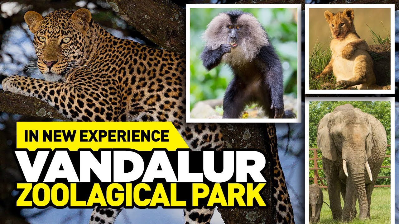 Vandalur Zoo | Arignar Anna Zoological Park | Place to visit in Chennai ...