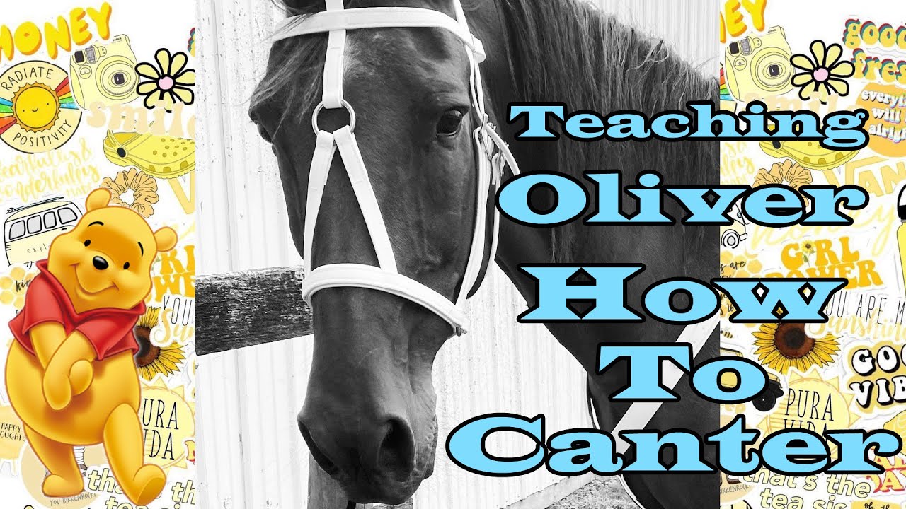 Teaching my Standardbred How to Canter | Little Ms. Equestrian | - YouTube