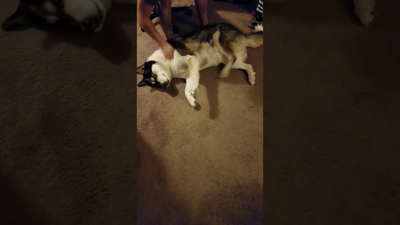 Husky sweet spot scratch - YouTube