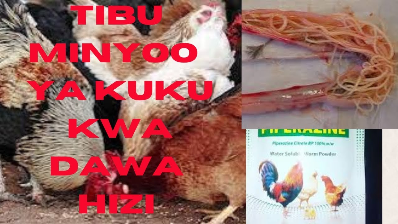 KUKU FARM. JINSI YA KUTIBU MINYOO KWA KUKU KWA KUTUMIA DAWA ZENYE UBORA ...