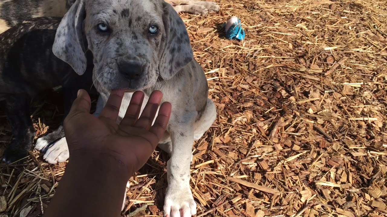 Meet Ragar & Jon Snow | MERLE MASTIFFS | Designer Mastiffs Kennels ...