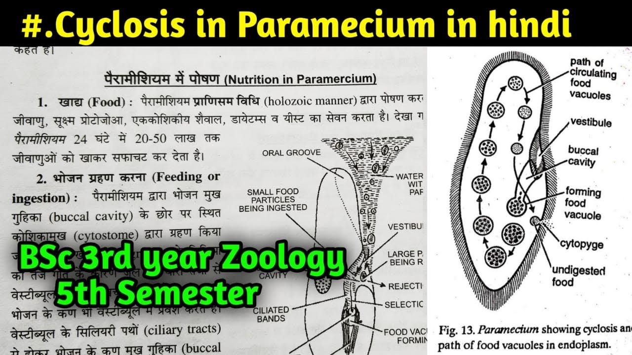 Nutrition in Paramecium || Cyclosis in Paramecium || BSc 3rd year ...