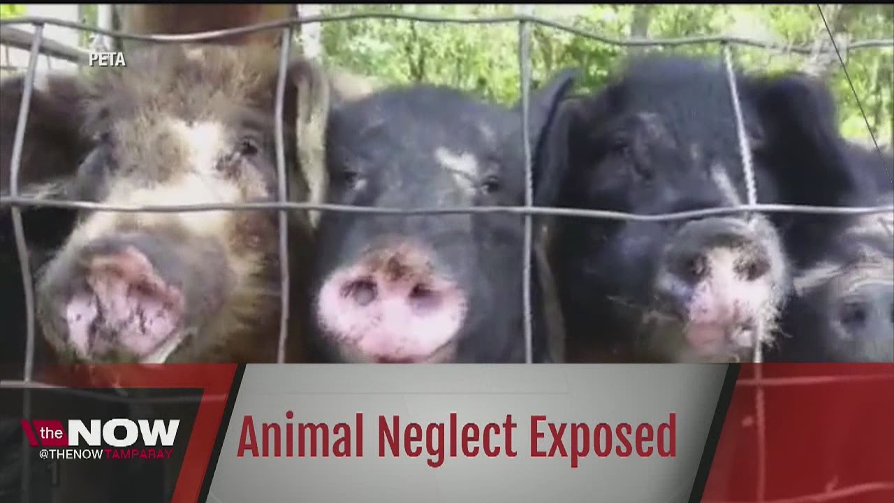 Owners of Polk County animal rescue farm arrested for neglect and abuse ...