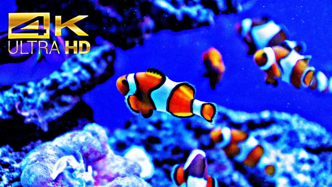 Enjoy the beauty of underwater nature with views of various types of ...