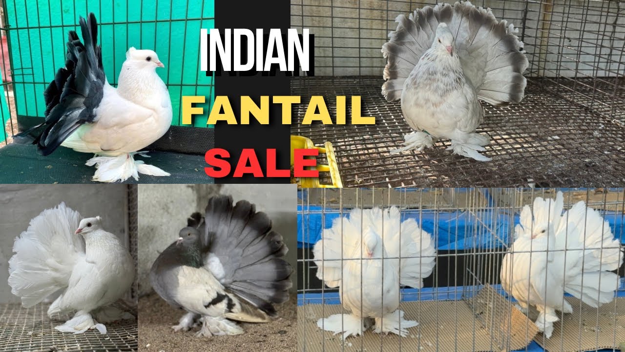 Indian Fantail / Pigeon For Sale / Pigeon Video / Kabootar Video - YouTube
