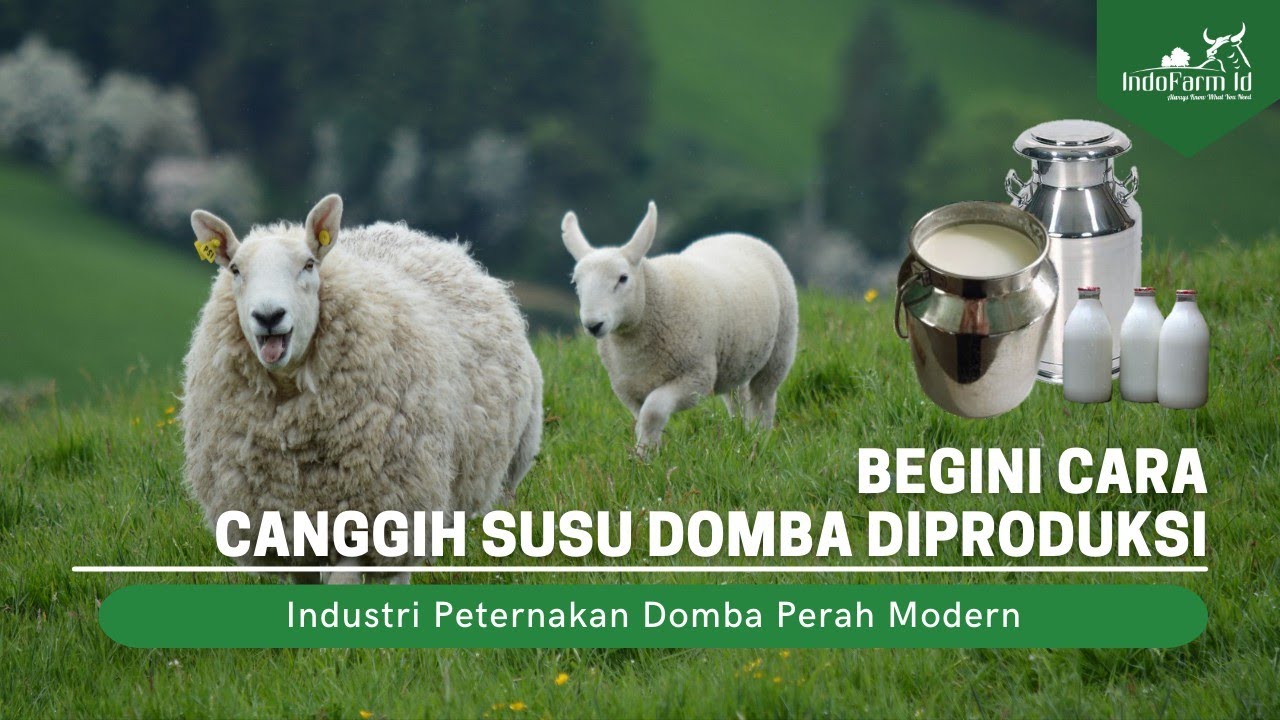 Cara Australia Bisa Menghasilkan Susu Domba Kualitas Terbaik di Dunia ...