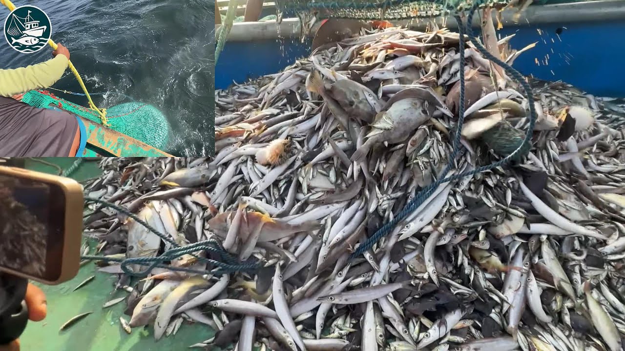 Hasil Tangkapan Super Besar – Jala Penuh Ikan di Atas Kapal - YouTube