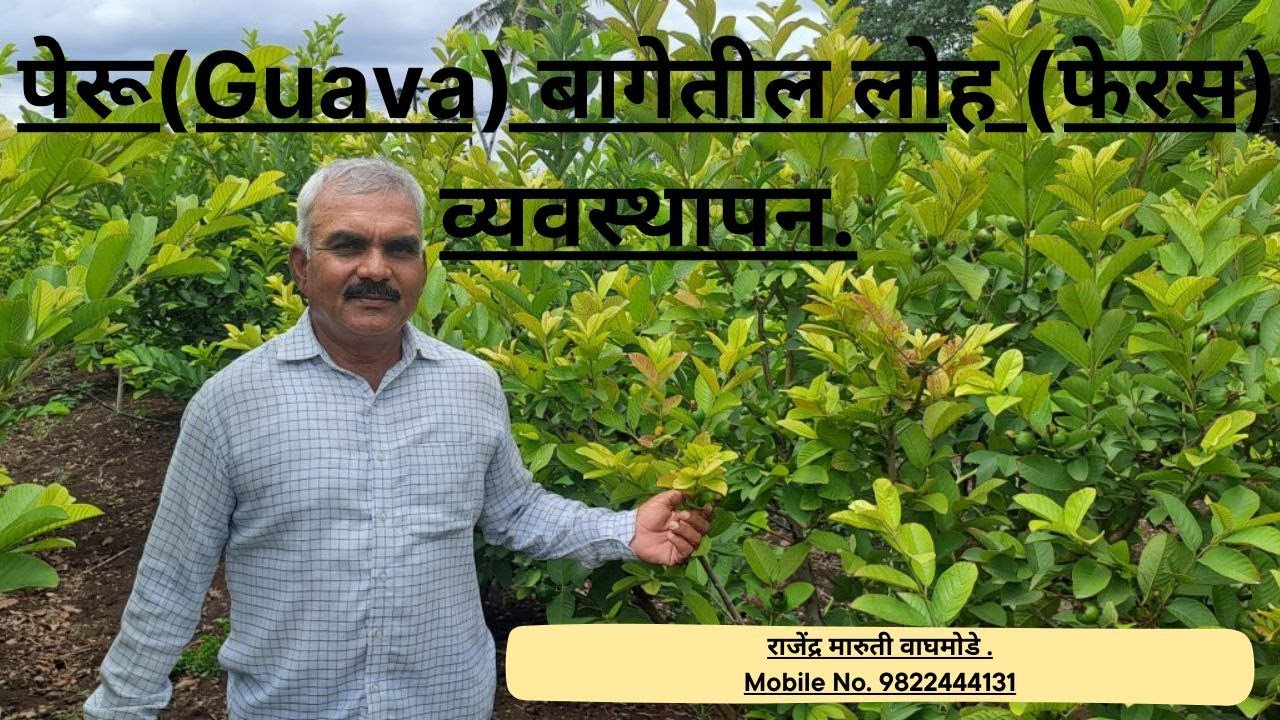 पेरू(Guava) बागेतील लोह (फेरस) व्यवस्थापन. - YouTube