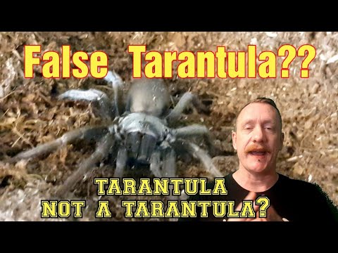 it's not a tarantula (Calisoga longitarsus) silver spider #silverspider ...