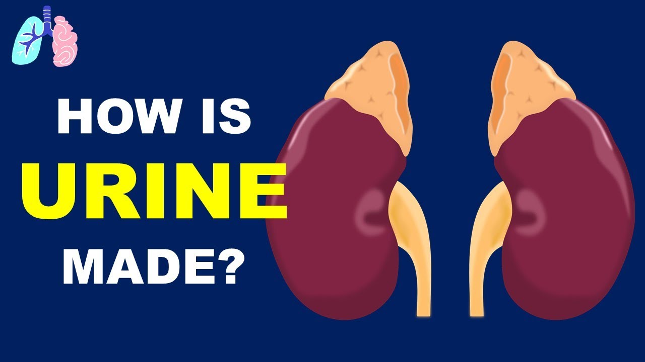 How is urine made? - YouTube