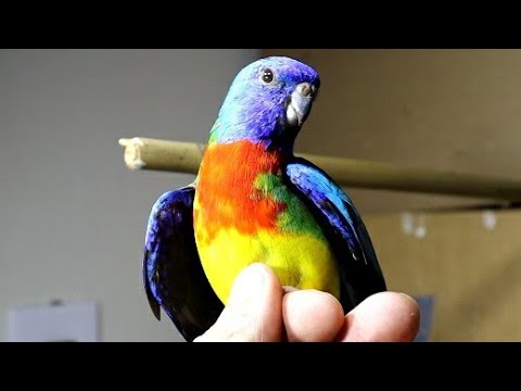 Rare bird, the most beautiful small parrot - YouTube