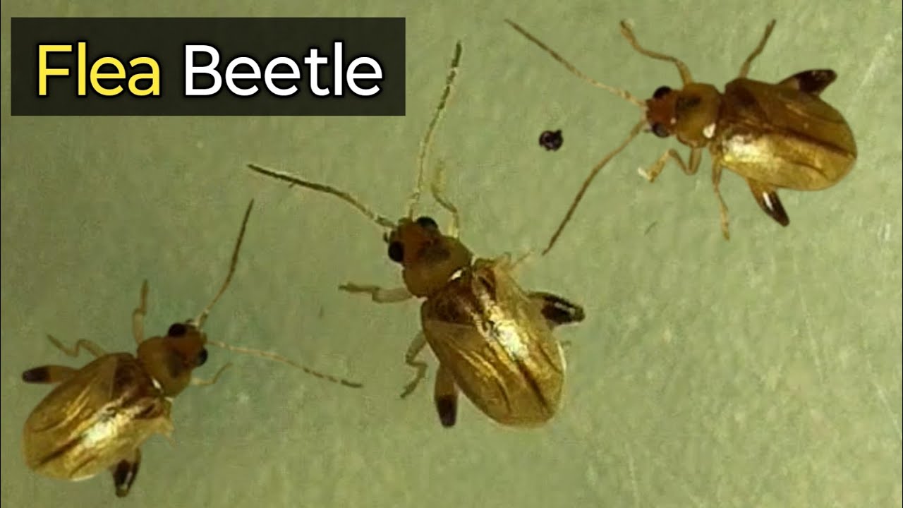 The Flea beetle | Jumping beetle - YouTube