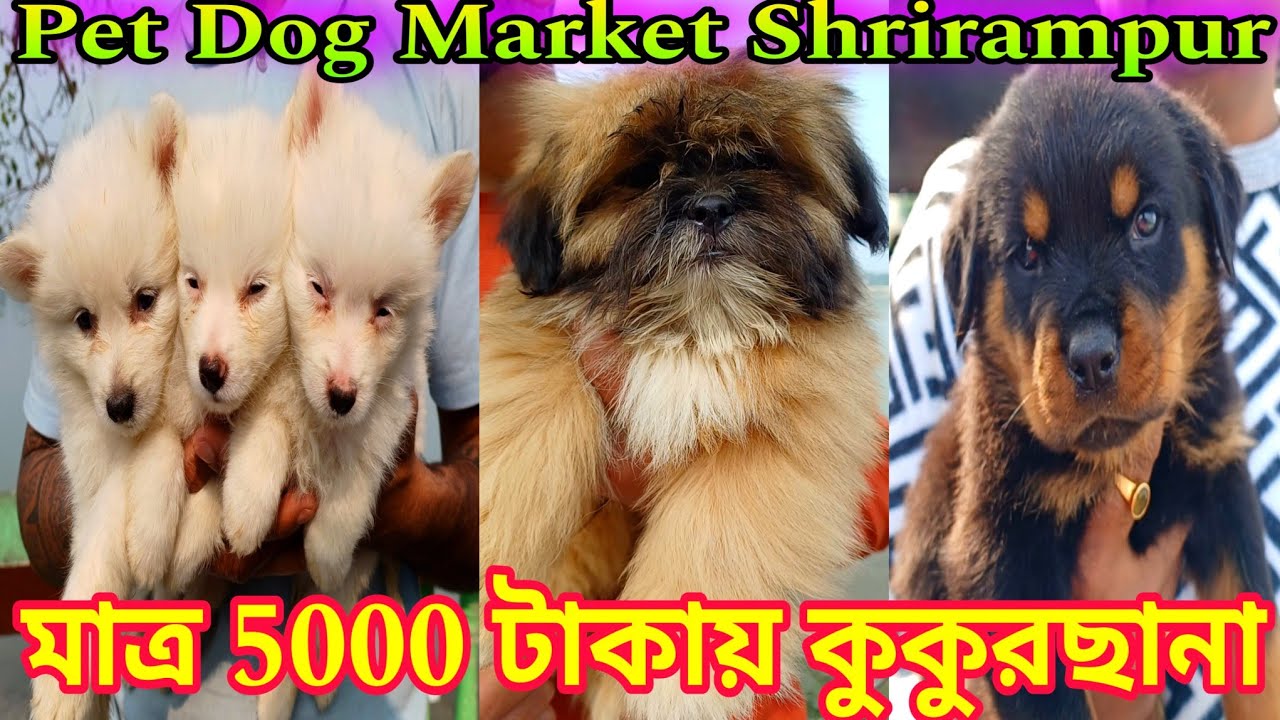 শ্রীরামপুর কুকুরের হাট | Dog Market Shrirampur | Serampore Pet Market ...
