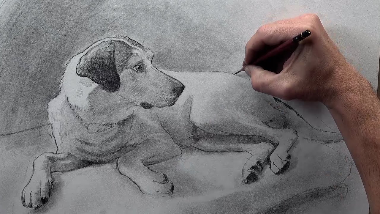 How to Draw a Dog, "Drawing Tess", CC Challenge A Nature Journal ...