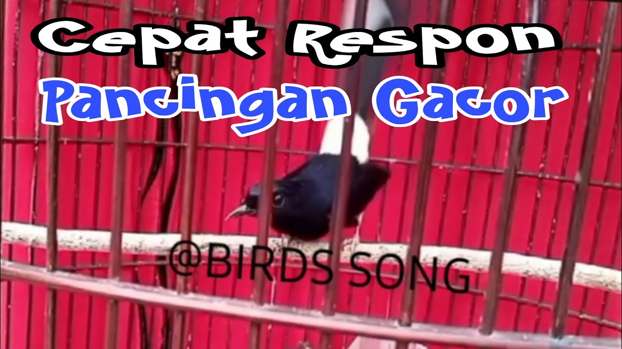 PANCINGAN MURAI BATU AGAR CEPAT BUNYI,,SEKALI DENGARKAN SAJA PASTI ...