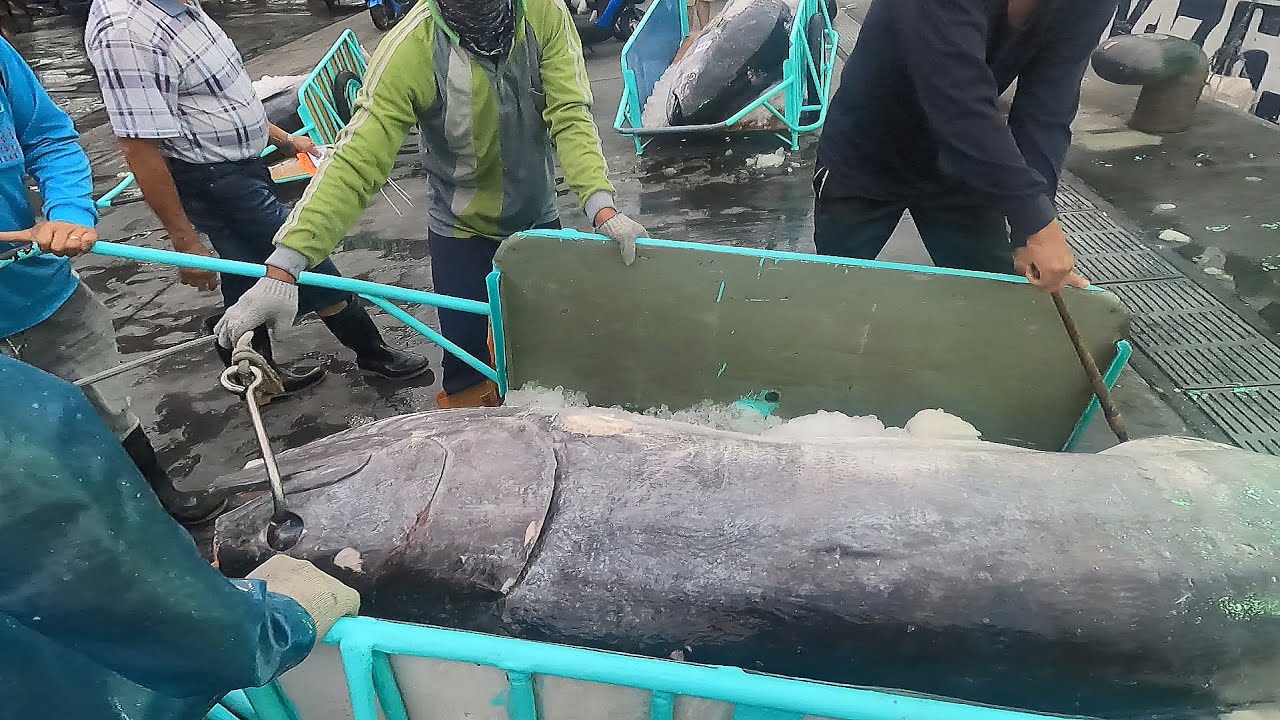 Hoisting a 800-Pound Giant Marlin and Bluefin Tuna from Boat to Fish ...