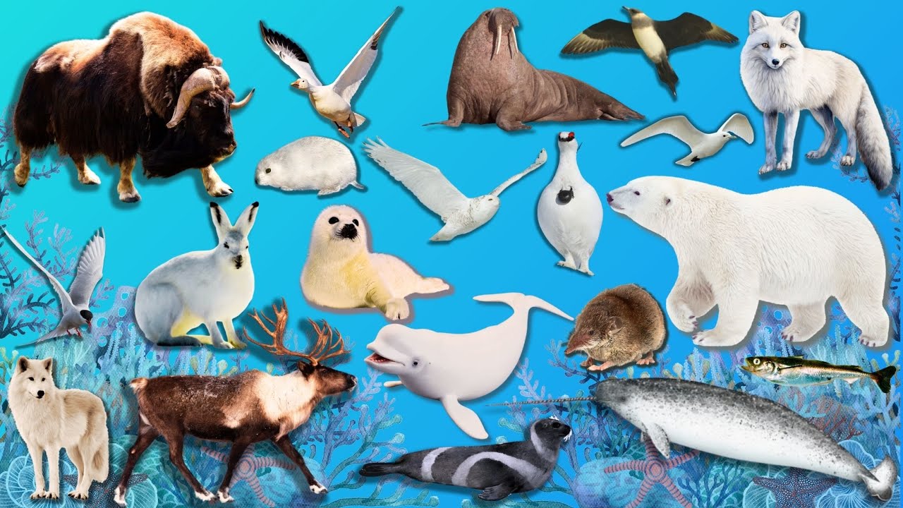 Easy English Polar Animal Names for Everybody | Learn Arctic Animals in ...