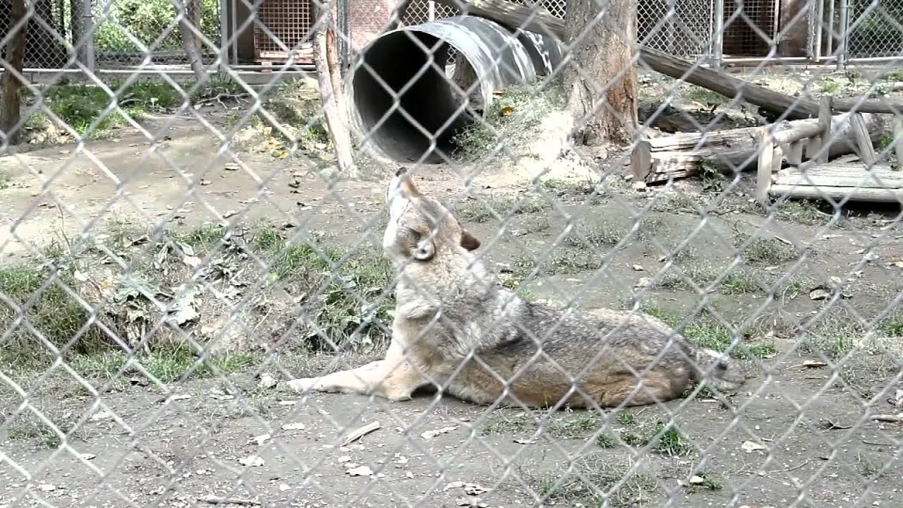 Howling Wolves in Northern Lights Wolf Centre @ Golden, BC Canada - YouTube