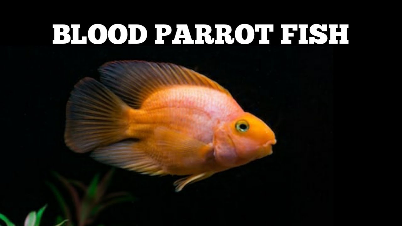 Most Beautiful Man Made Hybrid Fish...| Blood Parrot Fish | Wonder Aqua ...