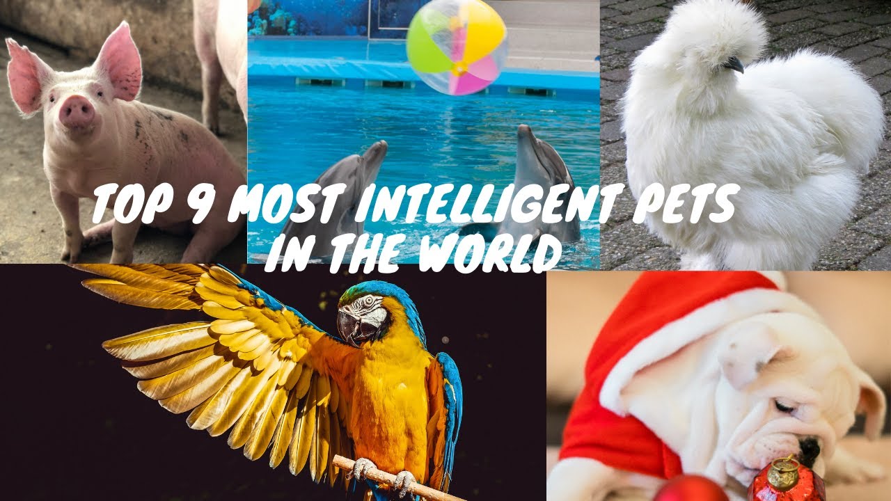 TOP 9 MOST INTELLIGENT PETS IN THE WORLD - YouTube