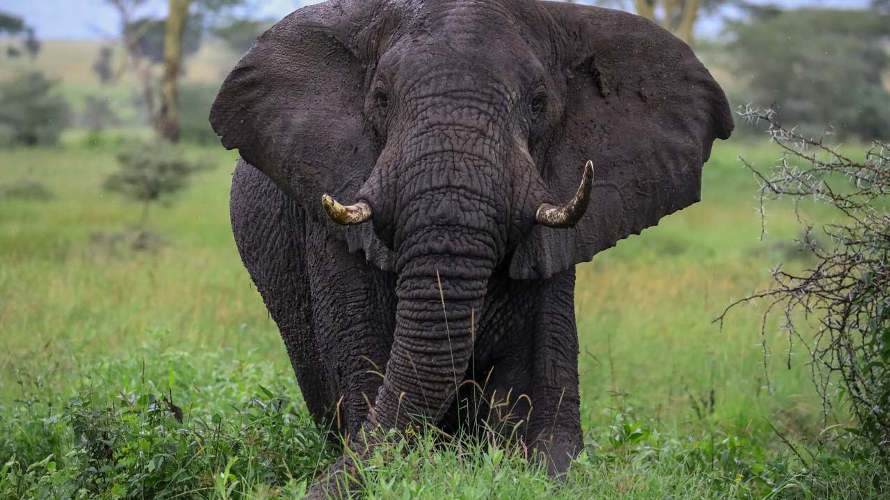 Epic Elephant Showdown! Witness Nature's Power in the Serengeti [Watch ...
