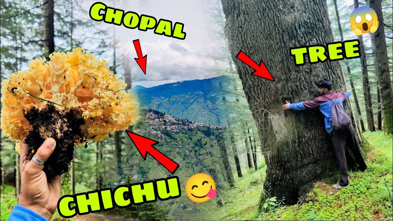 jungle tour🌲pahadi sabzi🍄 Etna bda tree 🌲 #pahadi #shimla #himachal # ...