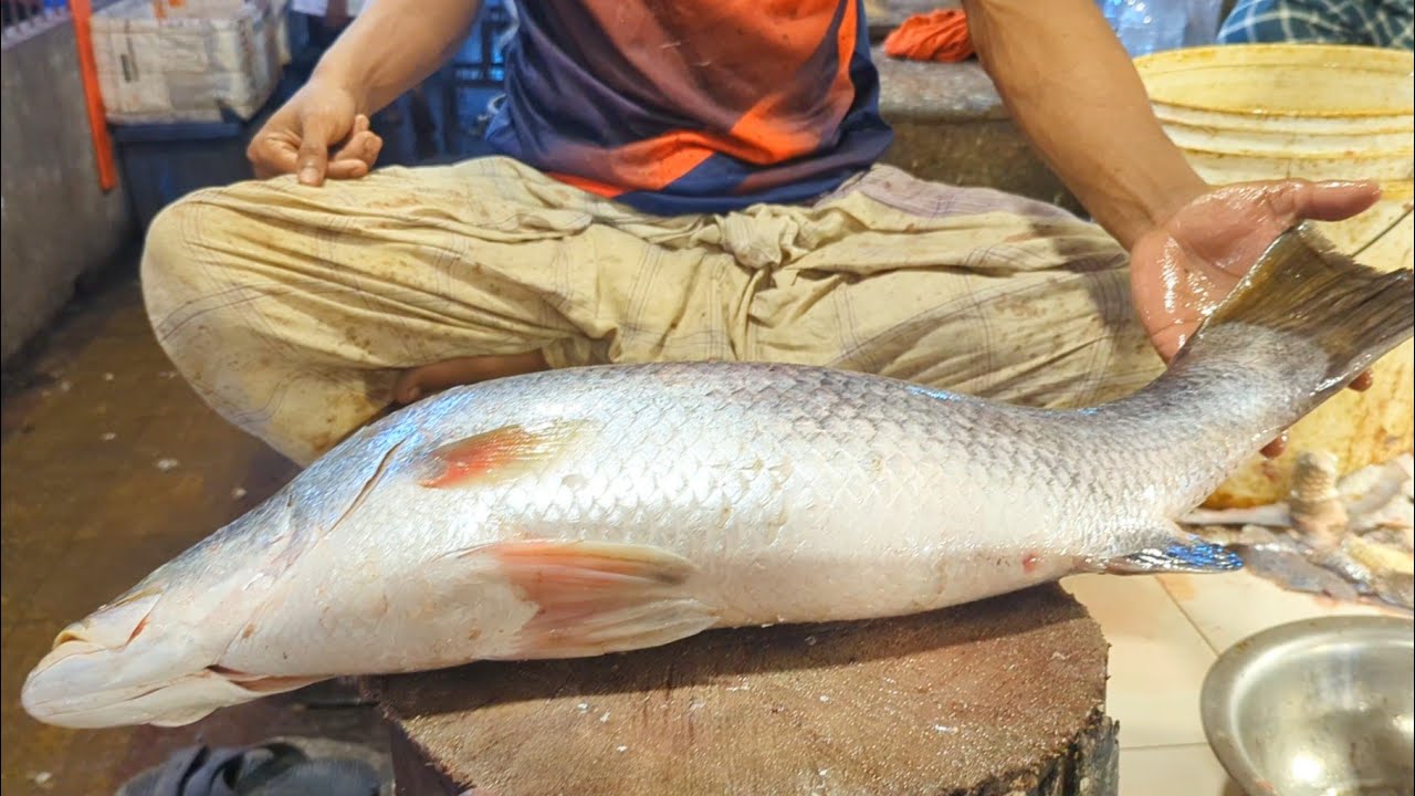 Incredible!! Big Bhetki Fish Cutting Skills In Fish Market | Fish ...