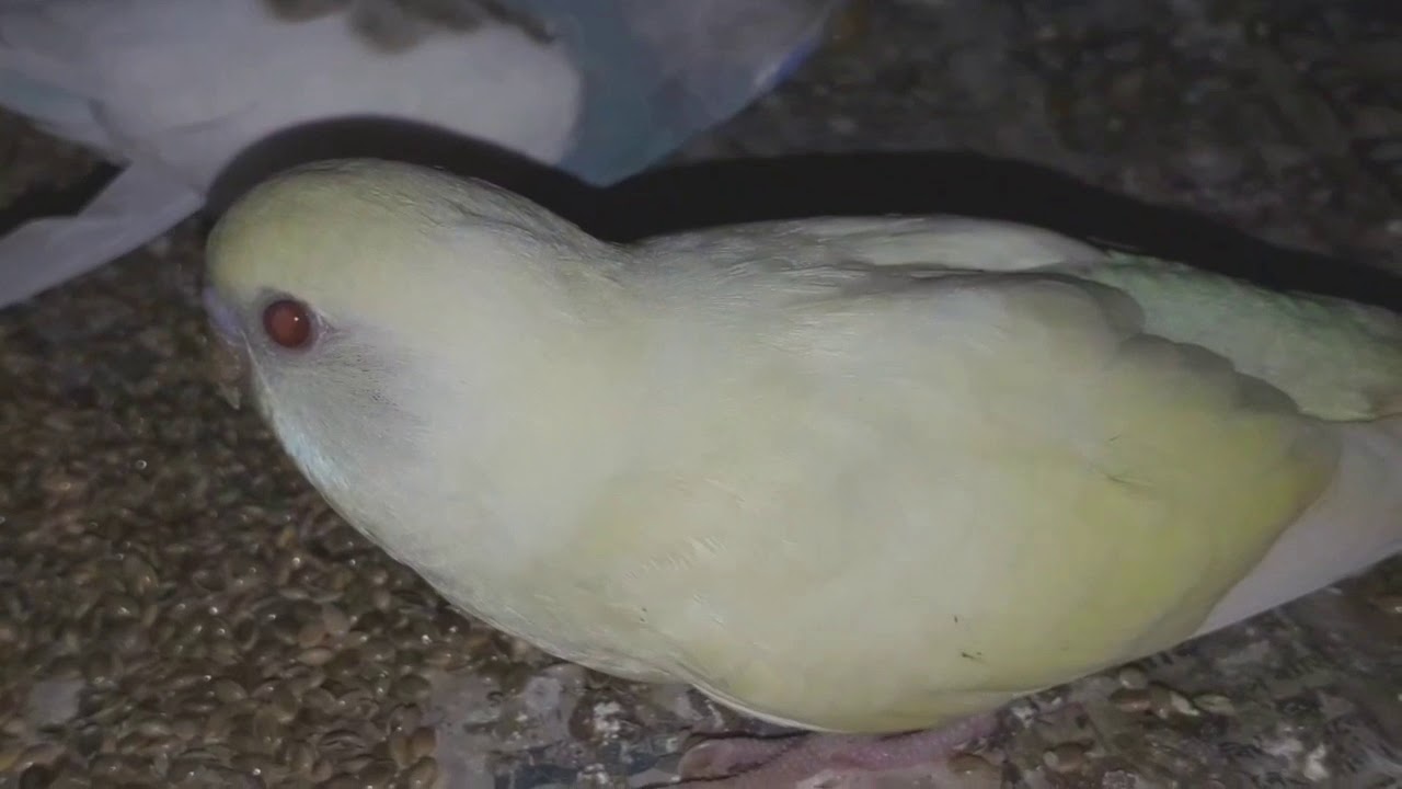 Budgies parrot ( bodri birds ) budgies birds - YouTube