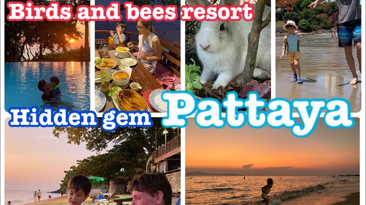 Ep.23 Birds and Bees resort Pattaya, hidden gem in Pattaya โรงแรมเบริ์ด ...