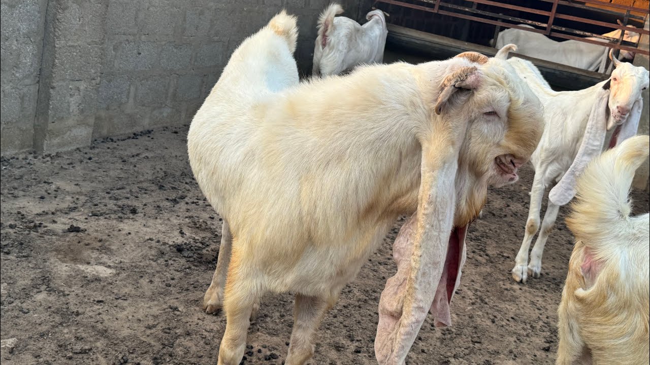 new entire goldan kids world record to all gulabi jadu bareef - YouTube