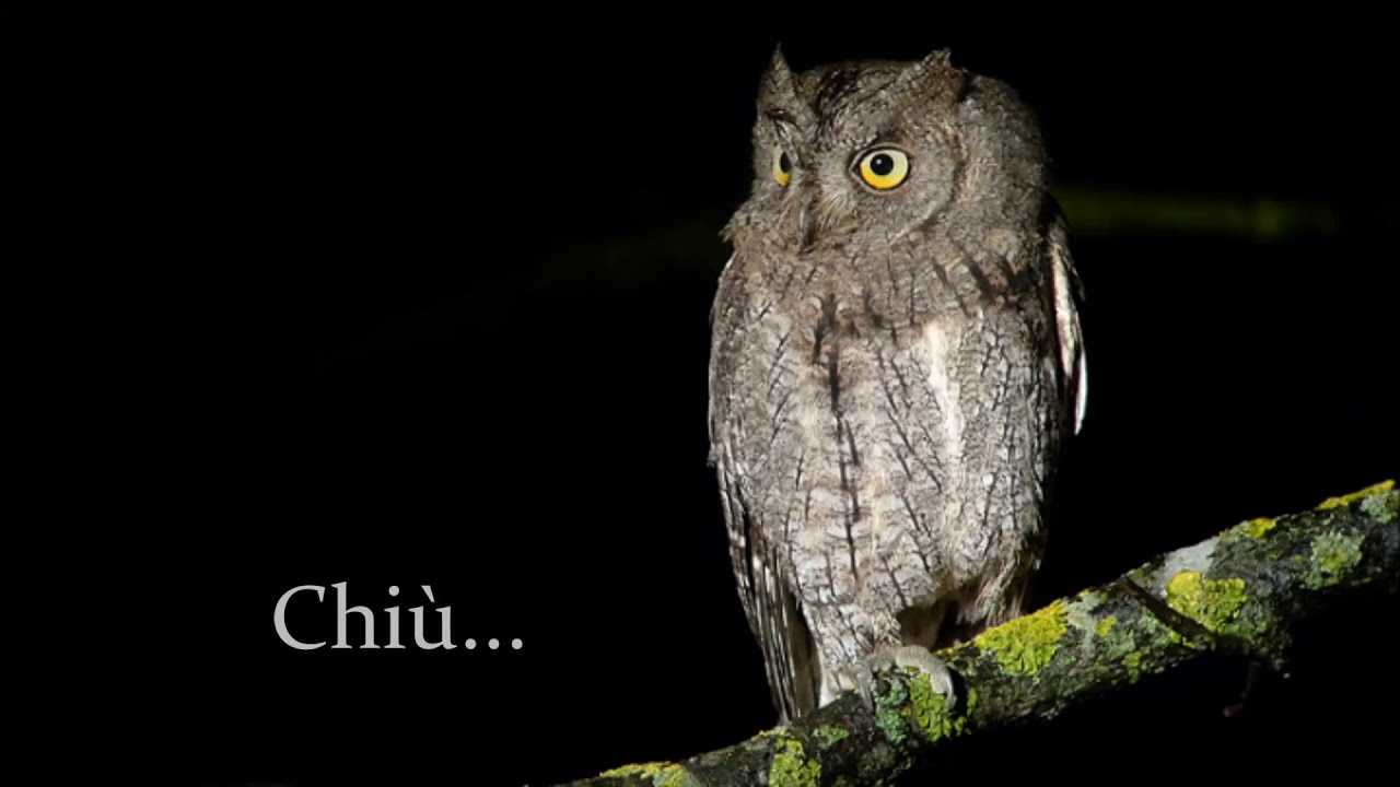 L'assiuolo - giovanni pascoli - YouTube